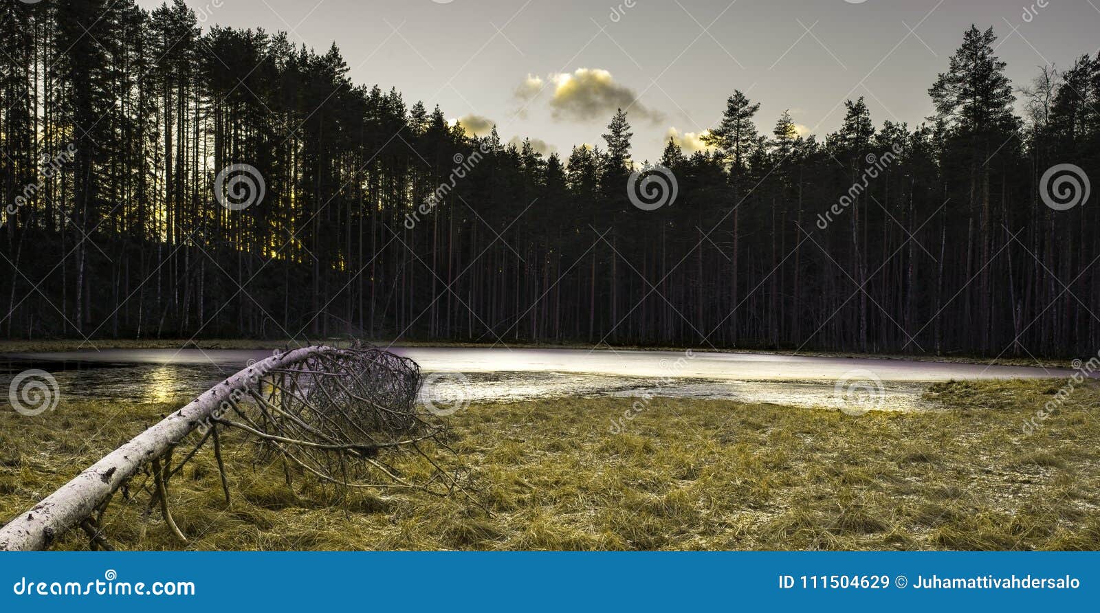 Tree Fallen into Pool Surrounded by Trees Stock Image - Image of pool ...