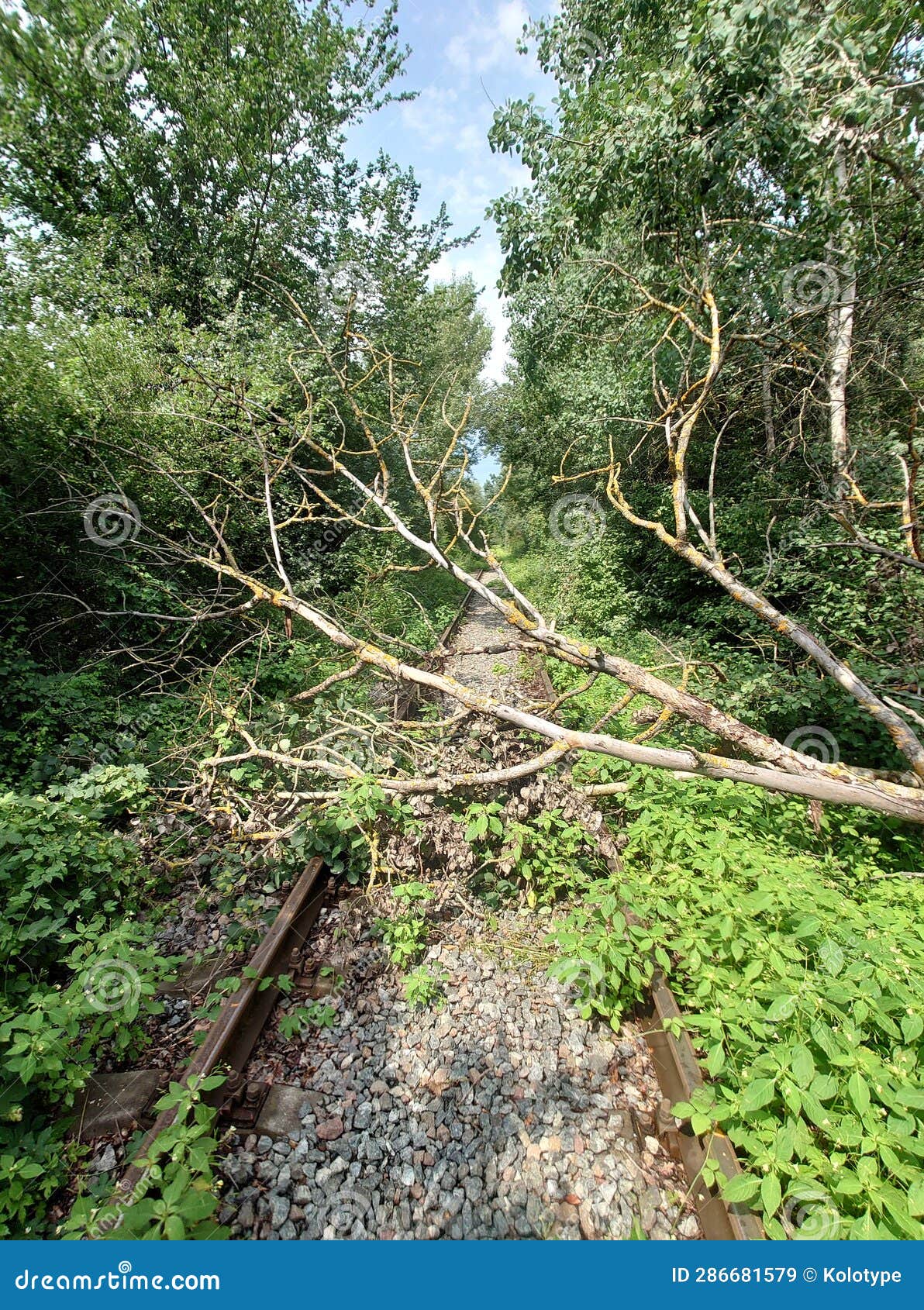 Tree fallen on the railway stock image. Image of iron - 286681579