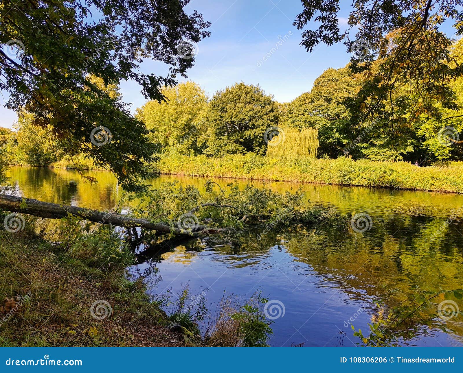 Tree Fallen into a River in Autumn Stock Photo - Image of fallen, flow ...