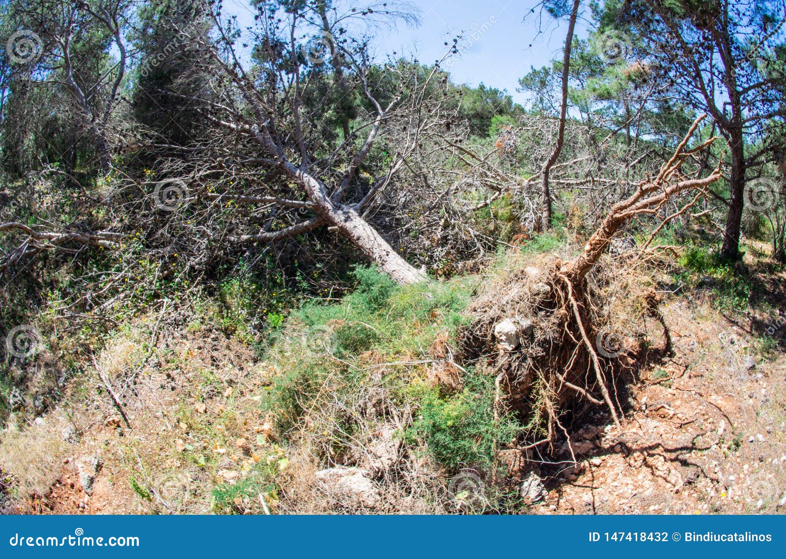 Tree Fallen after Storm, Broken Roots and Damage Stock Photo - Image of ...