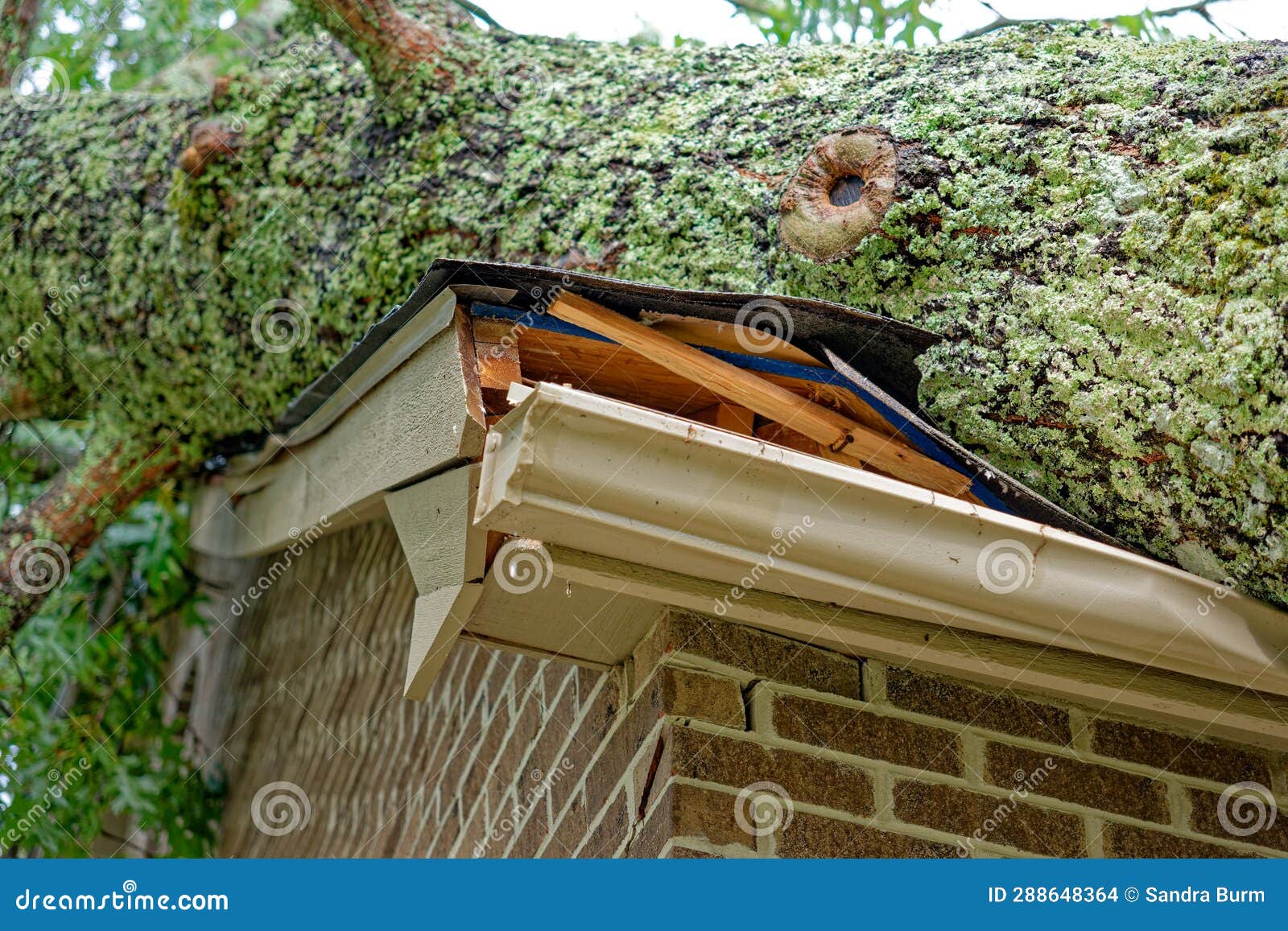 Tree fallen during a storm stock photo. Image of wind - 288648364