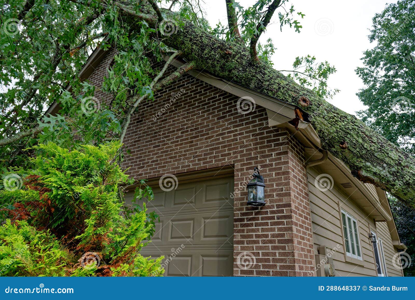 Tree Fallen on Top of House Stock Image - Image of disaster, rain ...