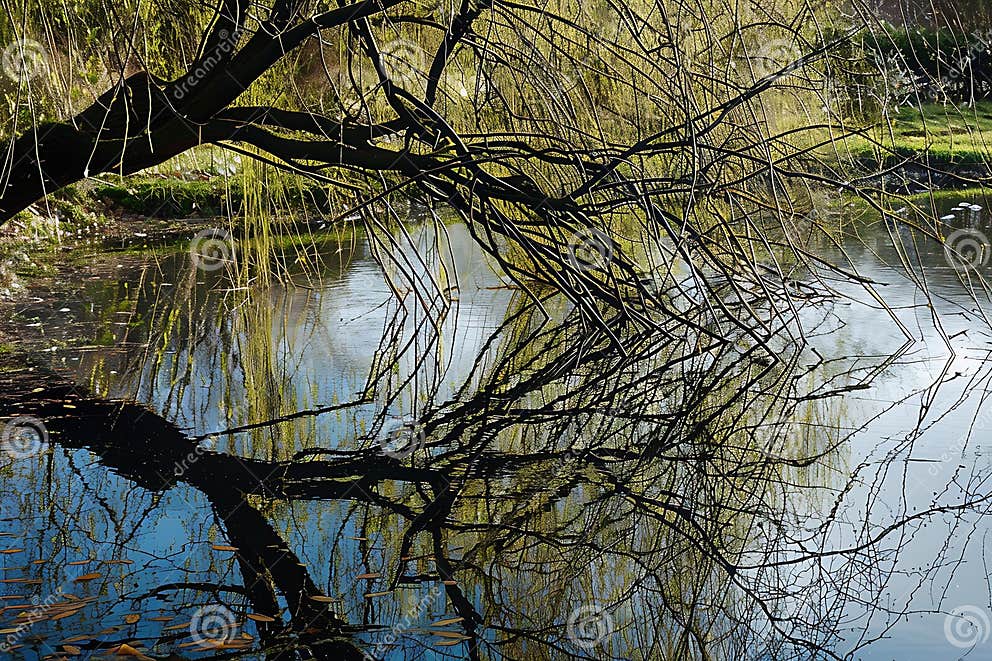 Tree Fallen into Water with Branches Reflected on the Surface Stock ...