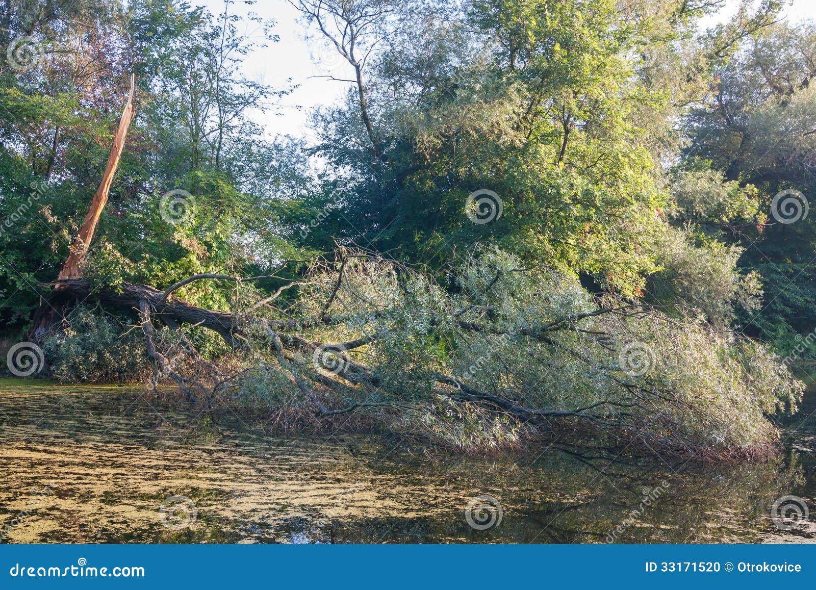 Tree fallen in water stock photo. Image of tree, farewell - 33171520