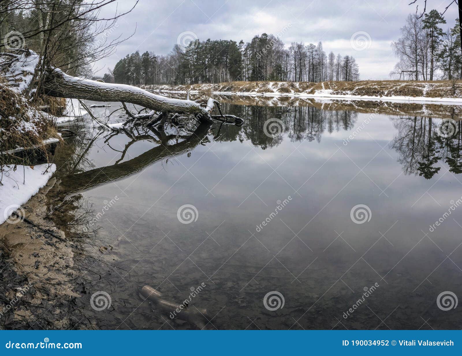 Tree Fallen into the Water. Surface of the Autumn River Stock Photo ...