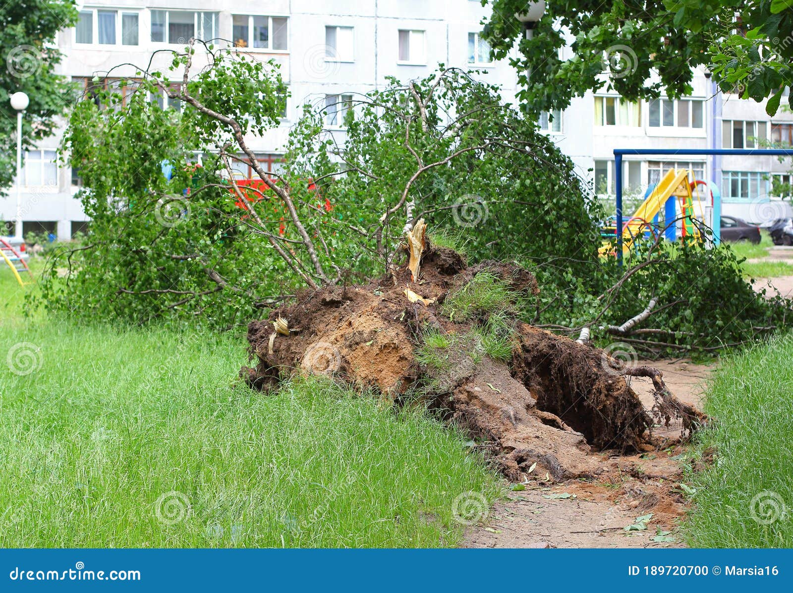 Fallen Tree after Wind Storm. Hurricane Effects Stock Photo - Image of ...