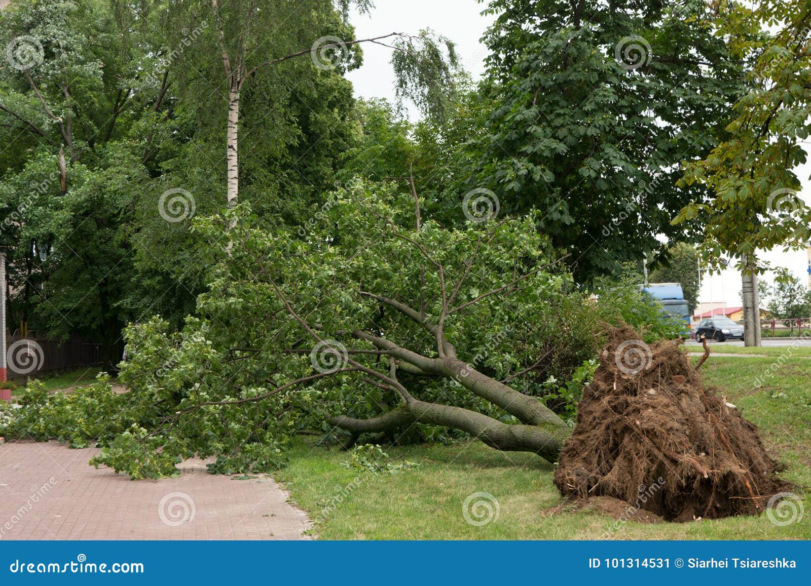 Tree Fallen from the Wind. Storm in City. Stock Image - Image of danger ...
