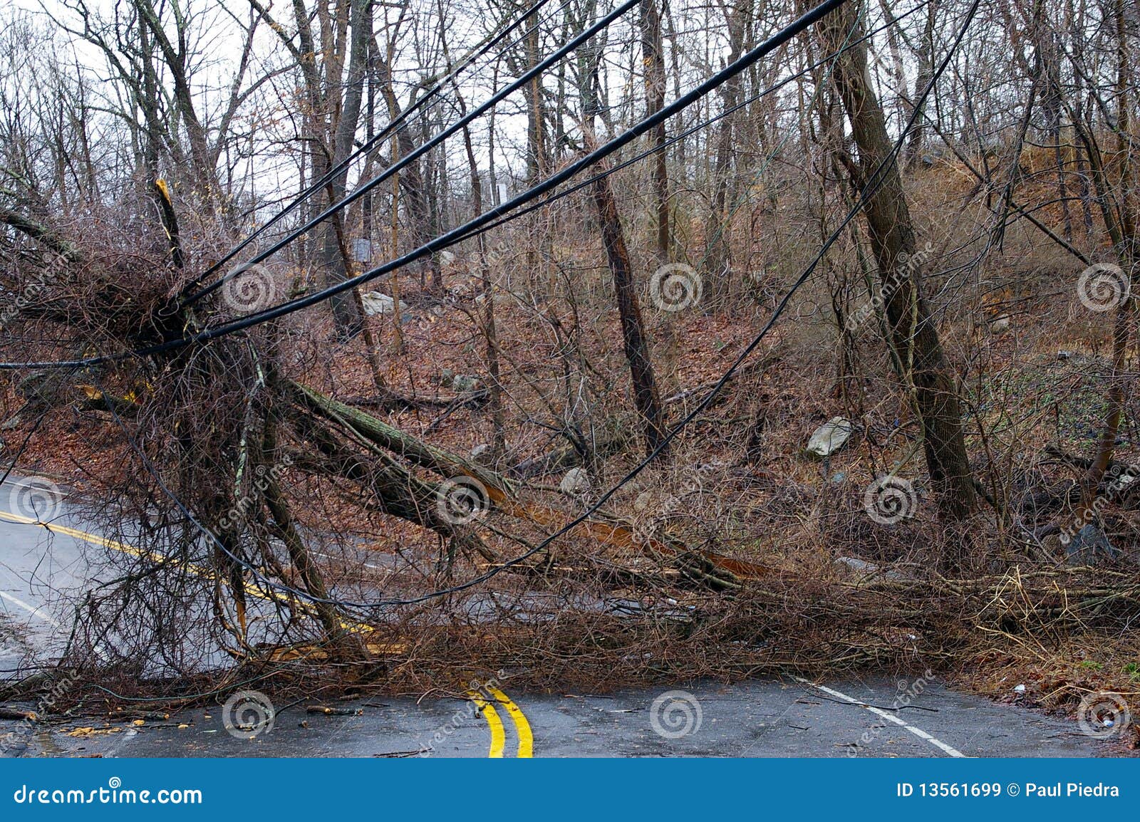 Tree Fallen on Wires stock image. Image of break, smash - 13561699