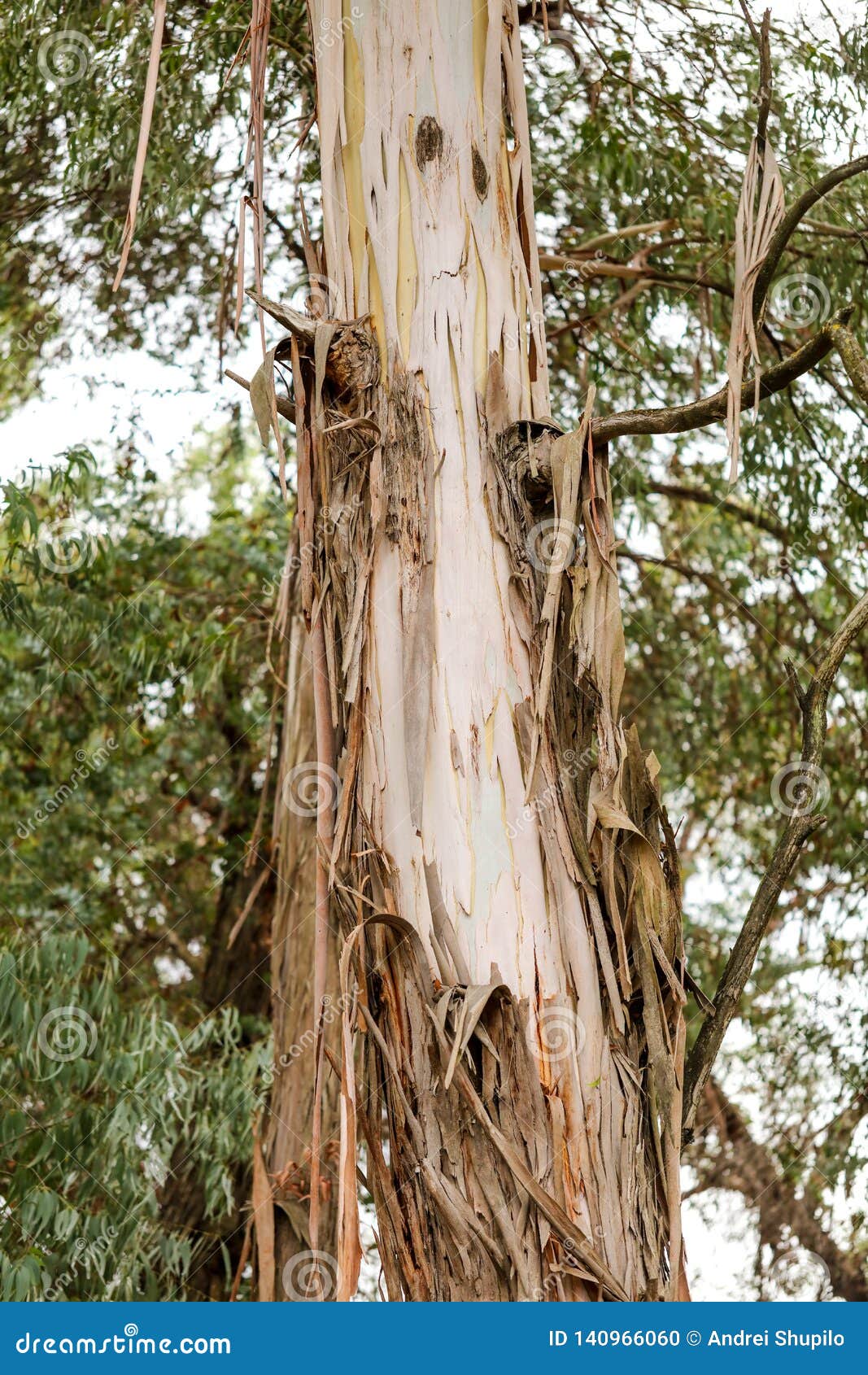Tree with a Falling Bark in the Park Stock Photo - Image of fall, leaf ...