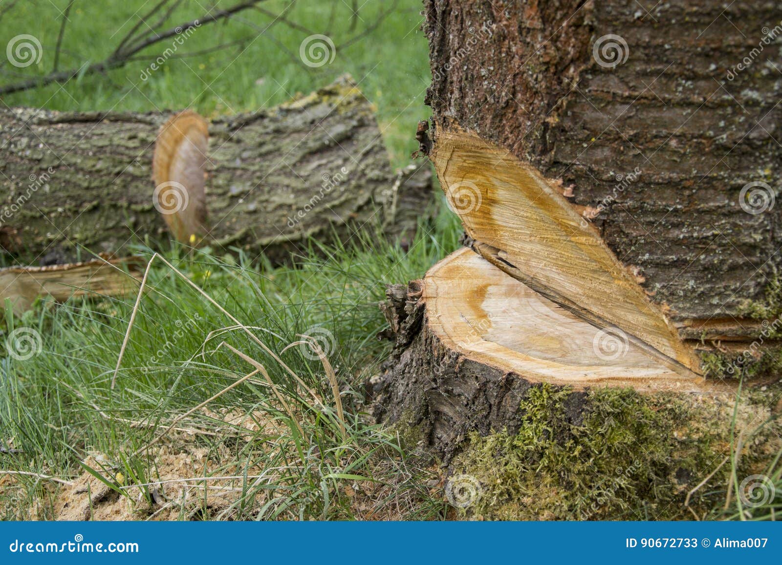 A Tree Falling while Being Cut with Log in Background Stock Image ...