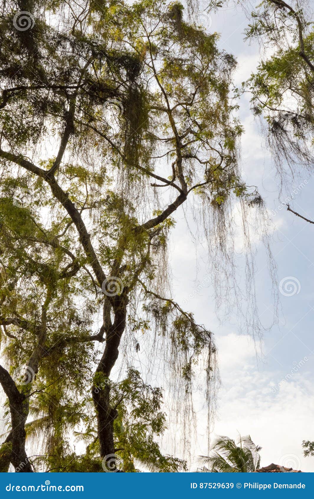 Tree with a Falling Branch in a Park Stock Image - Image of design ...