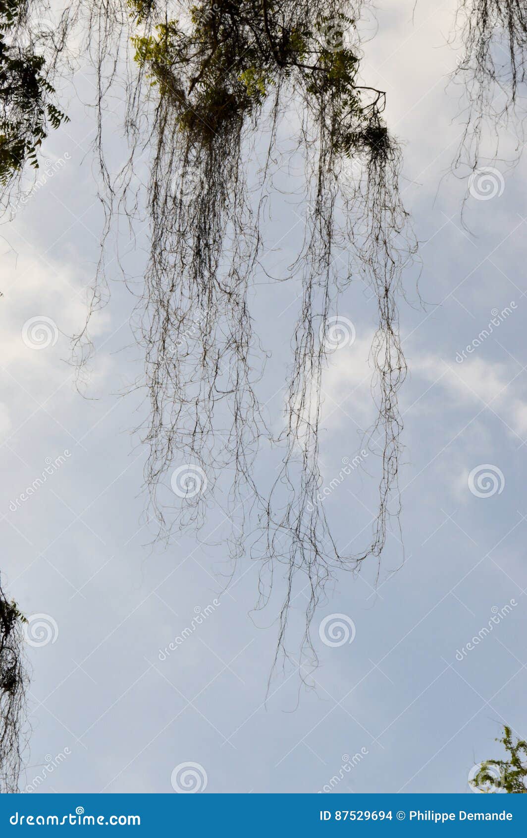 Tree with a Falling Branch in a Park with Stock Photo - Image of ...