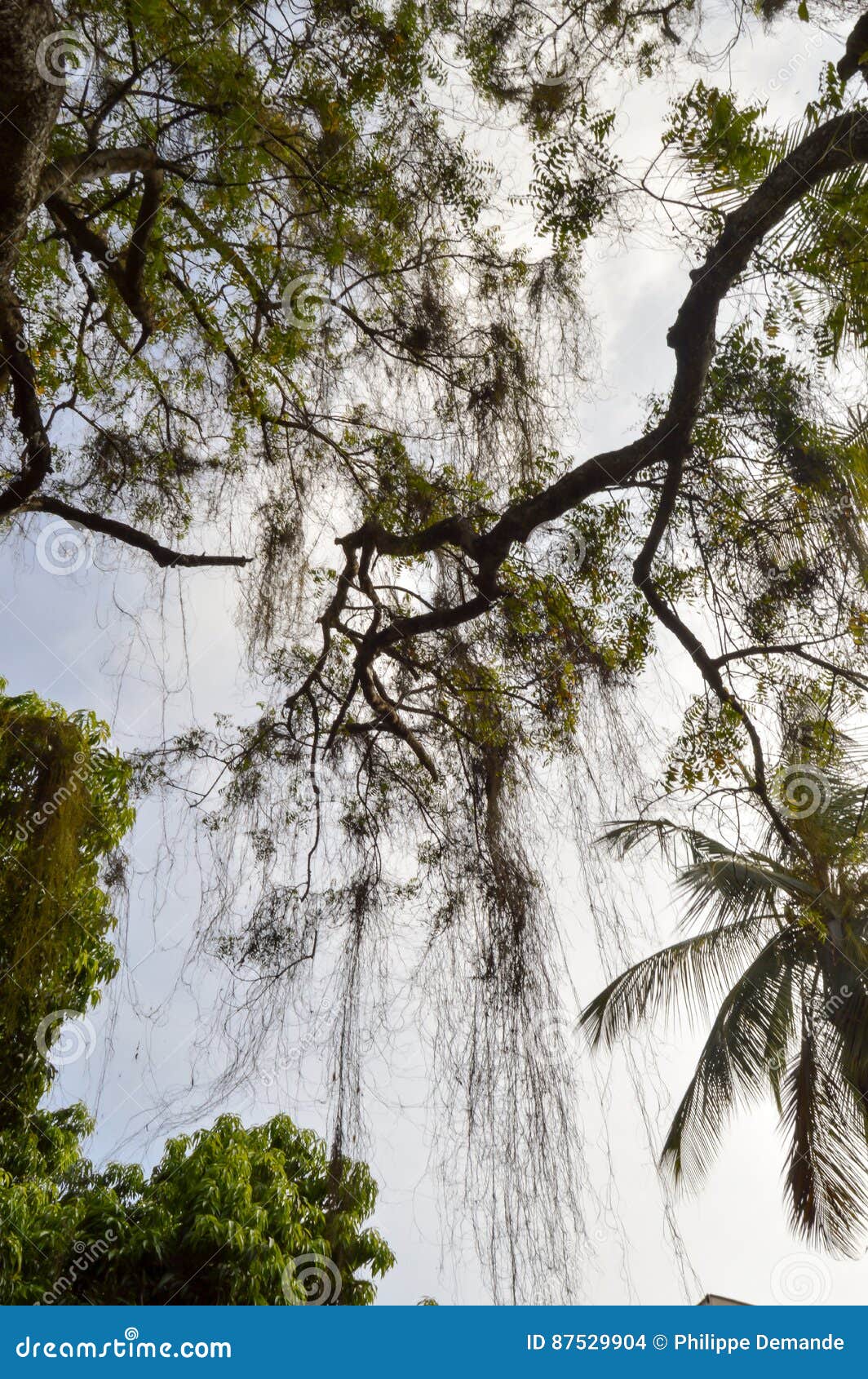 Tree with a Falling Branch in a Park Stock Photo - Image of home ...