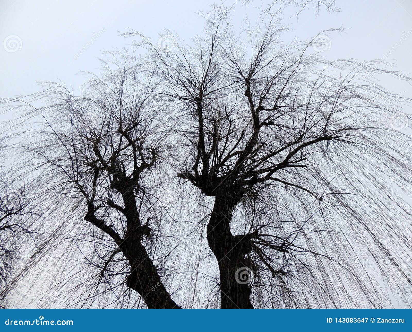 Tree with falling branches stock image. Image of tree - 143083647