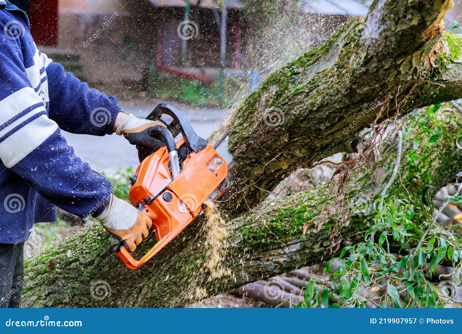 Tree Falling in Broken the Tree after a Hurricane Cut with a Chainsaw ...