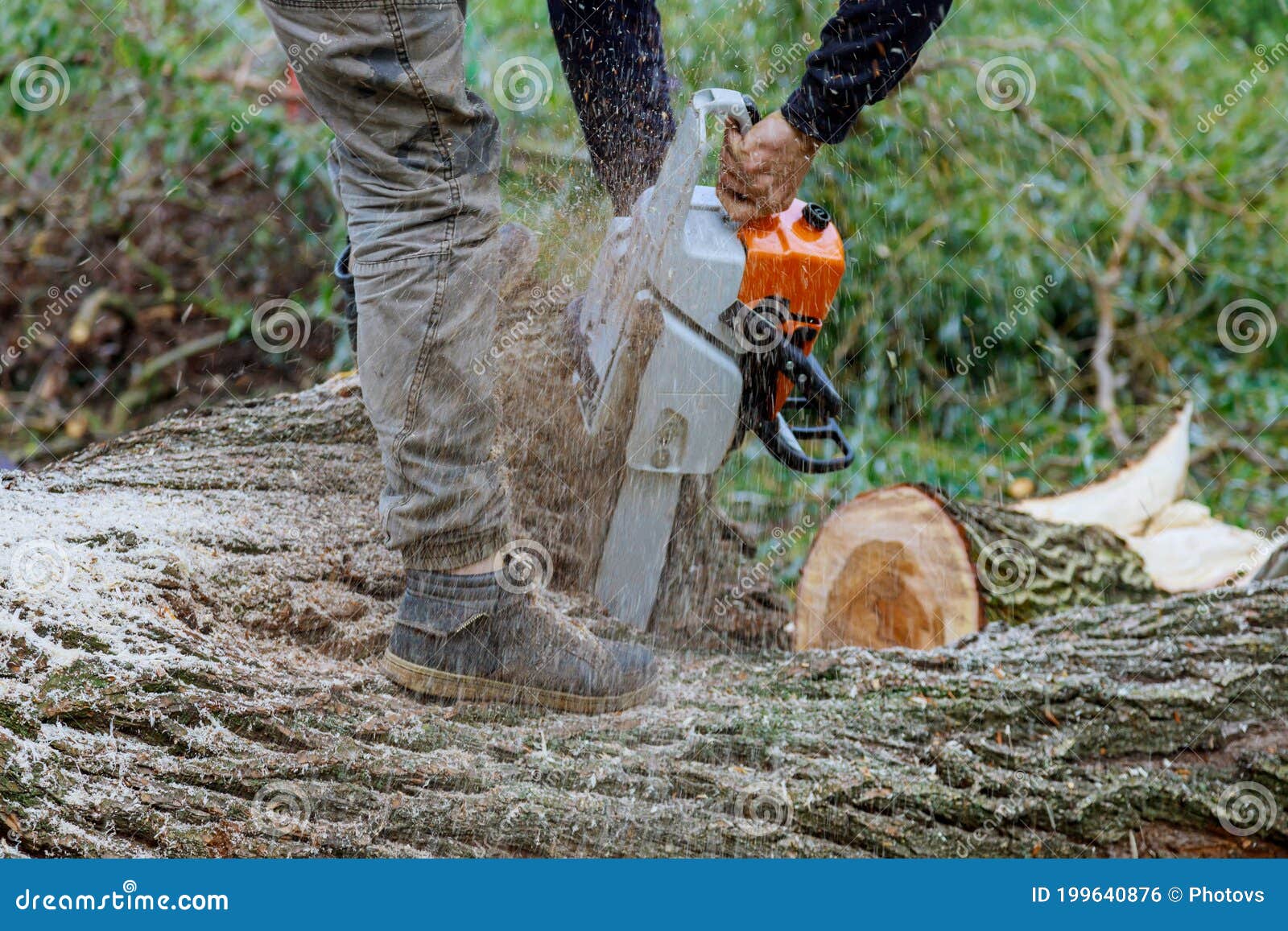 A Tree Falling in the Cut with a Chainsaw Broken the Tree after a ...