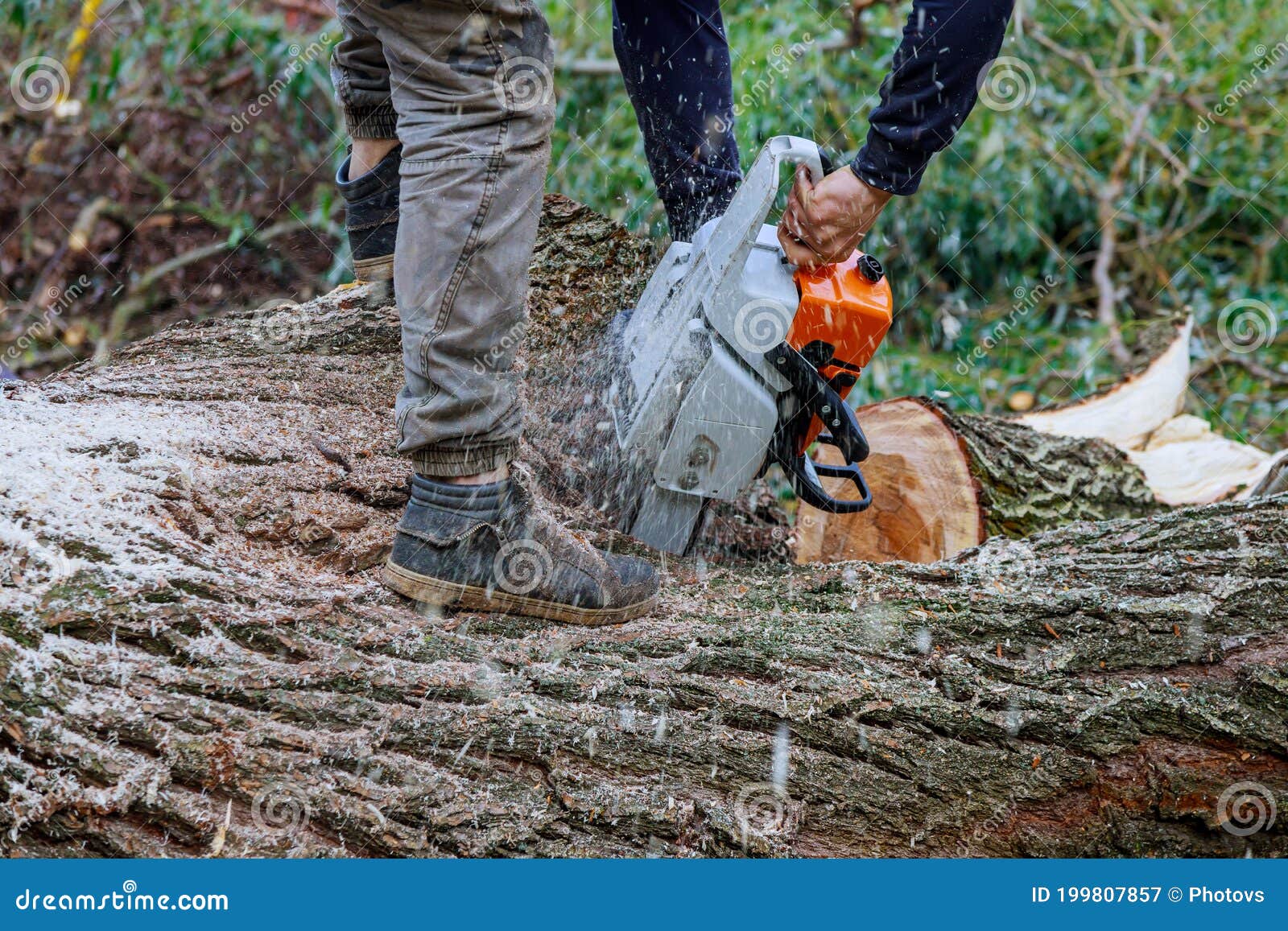 A Tree Falling in the Cut with a Chainsaw Broken the Tree after a ...