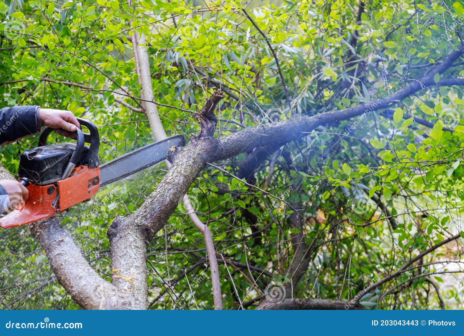 A Tree Falling in the Cut with a Chainsaw Broken the Tree after a ...