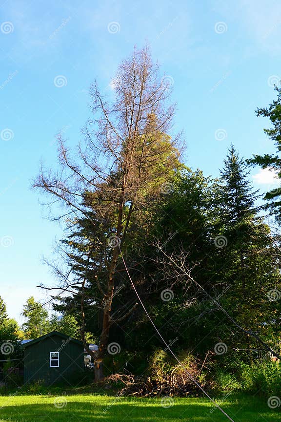 Tree Removal - Tree Falling Down Stock Image - Image of working ...