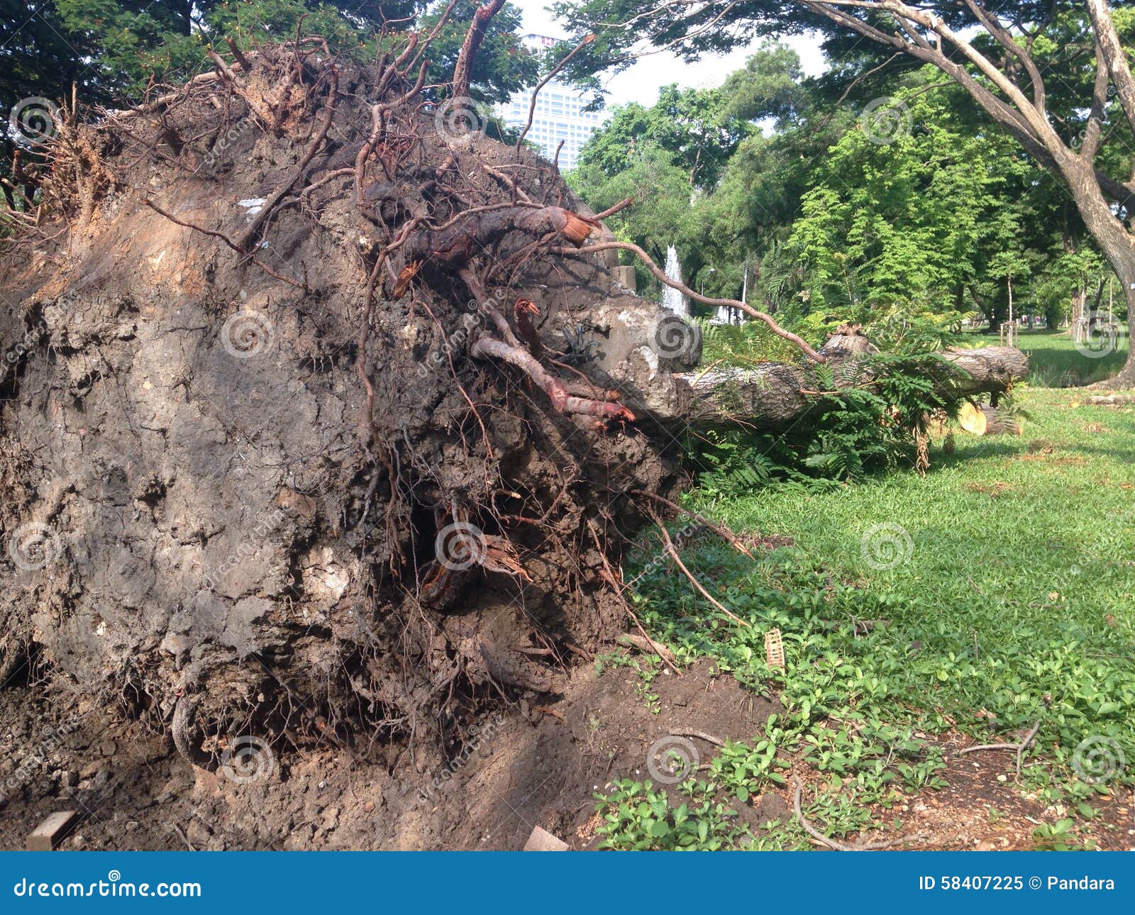 Tree is Falling on a Ground after Storm Stock Image - Image of forest ...