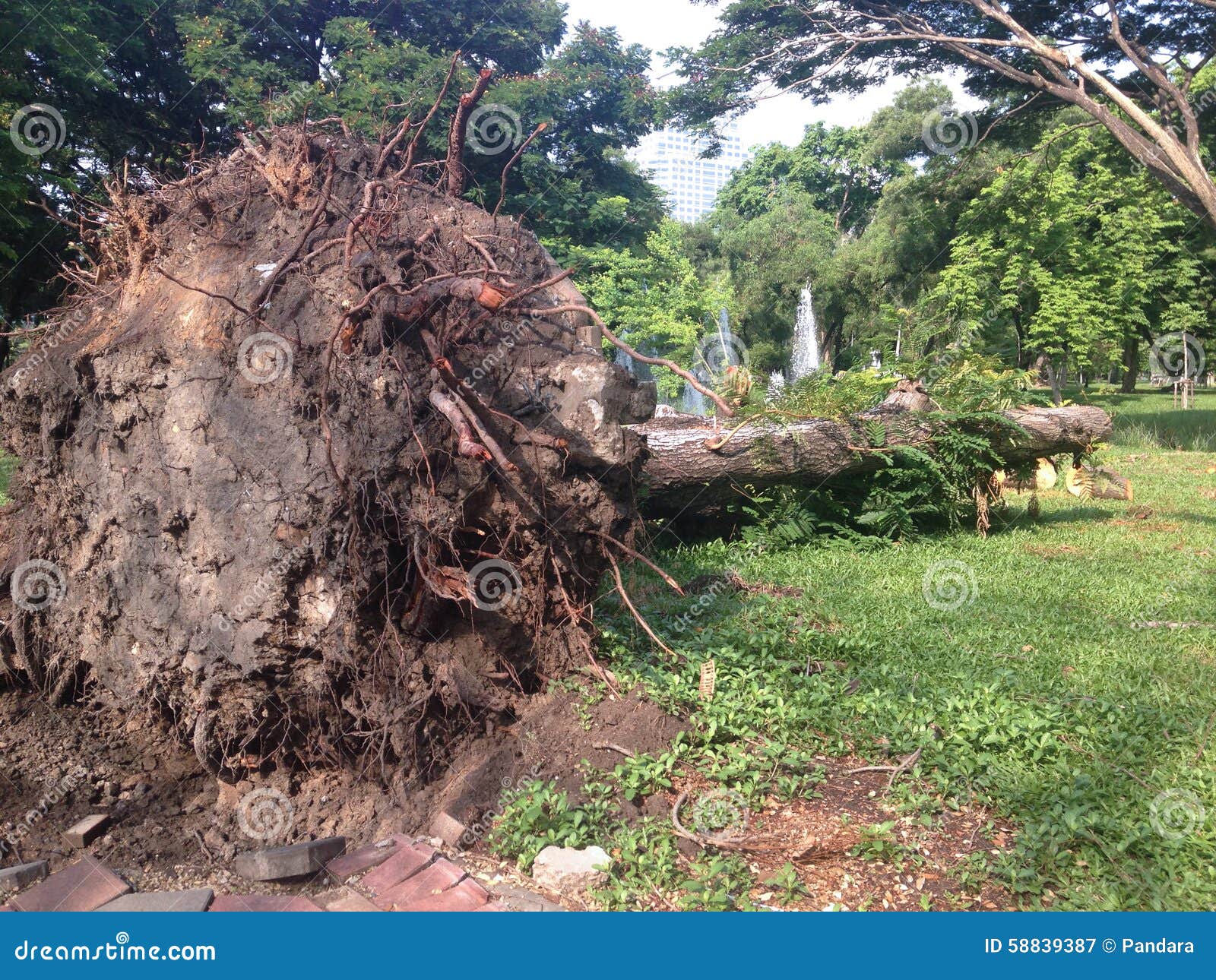 Tree is Falling on a Ground after Storm Stock Image - Image of wood ...