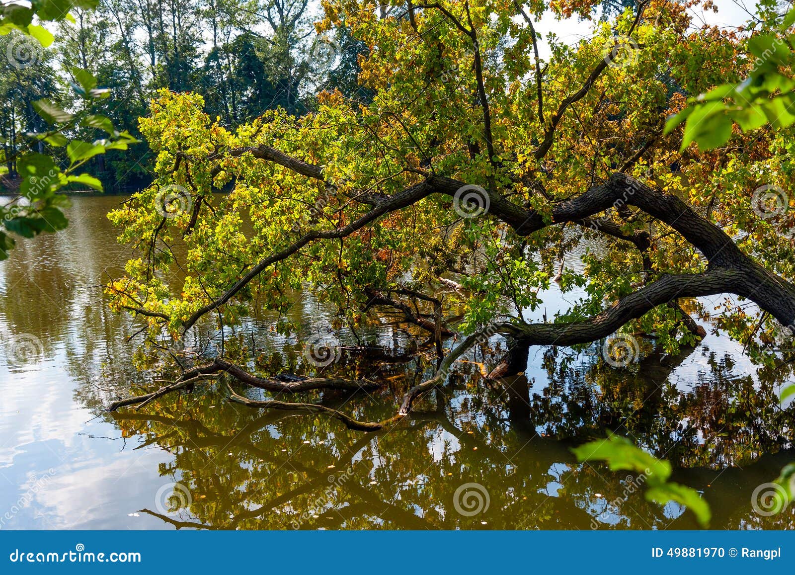 Tree falling into water stock photo. Image of plants - 49881970