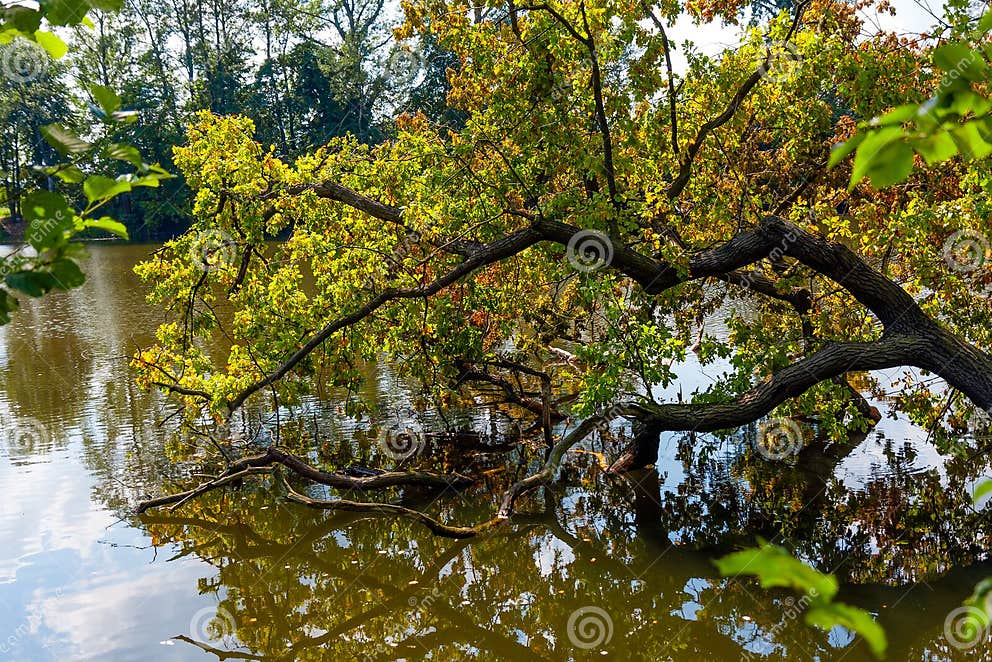 Tree falling into water stock photo. Image of plants - 49881970