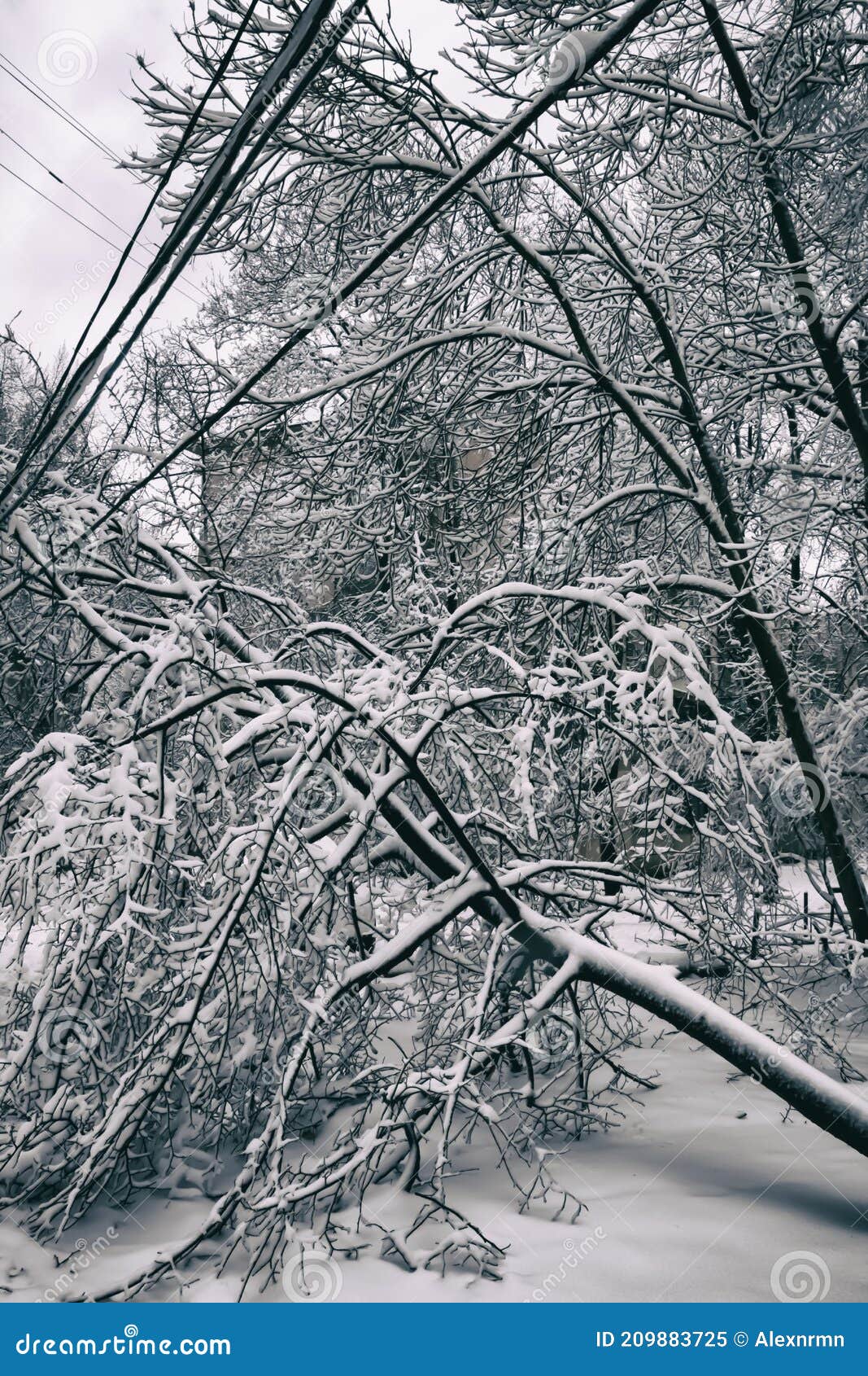 A Tree Falling on Wires after a Snowstorm. Stock Image - Image of ...