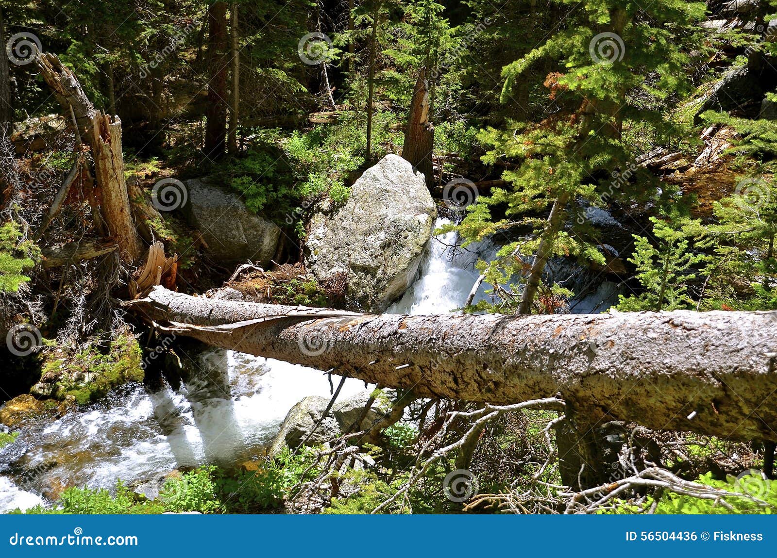Tree Falls Across Mountain Stream Stock Photo - Image of huge, summer ...