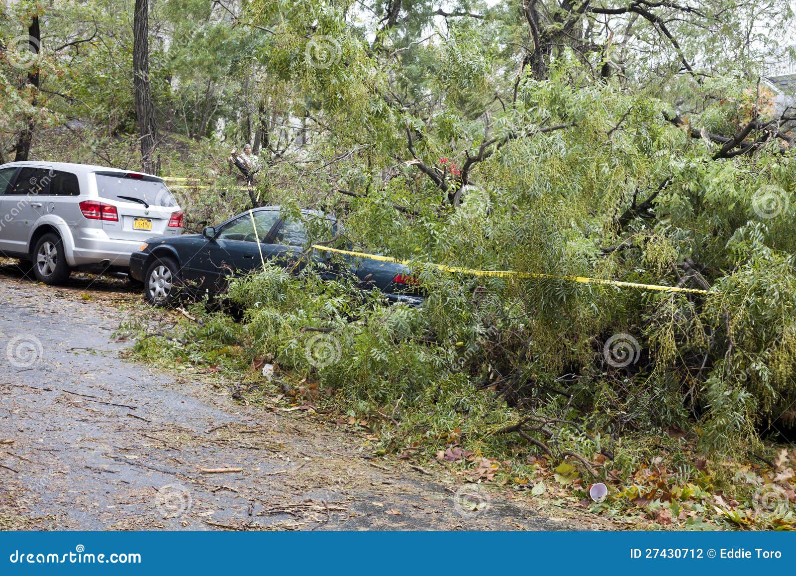 Tree falls on car editorial photography. Image of storm - 27430712