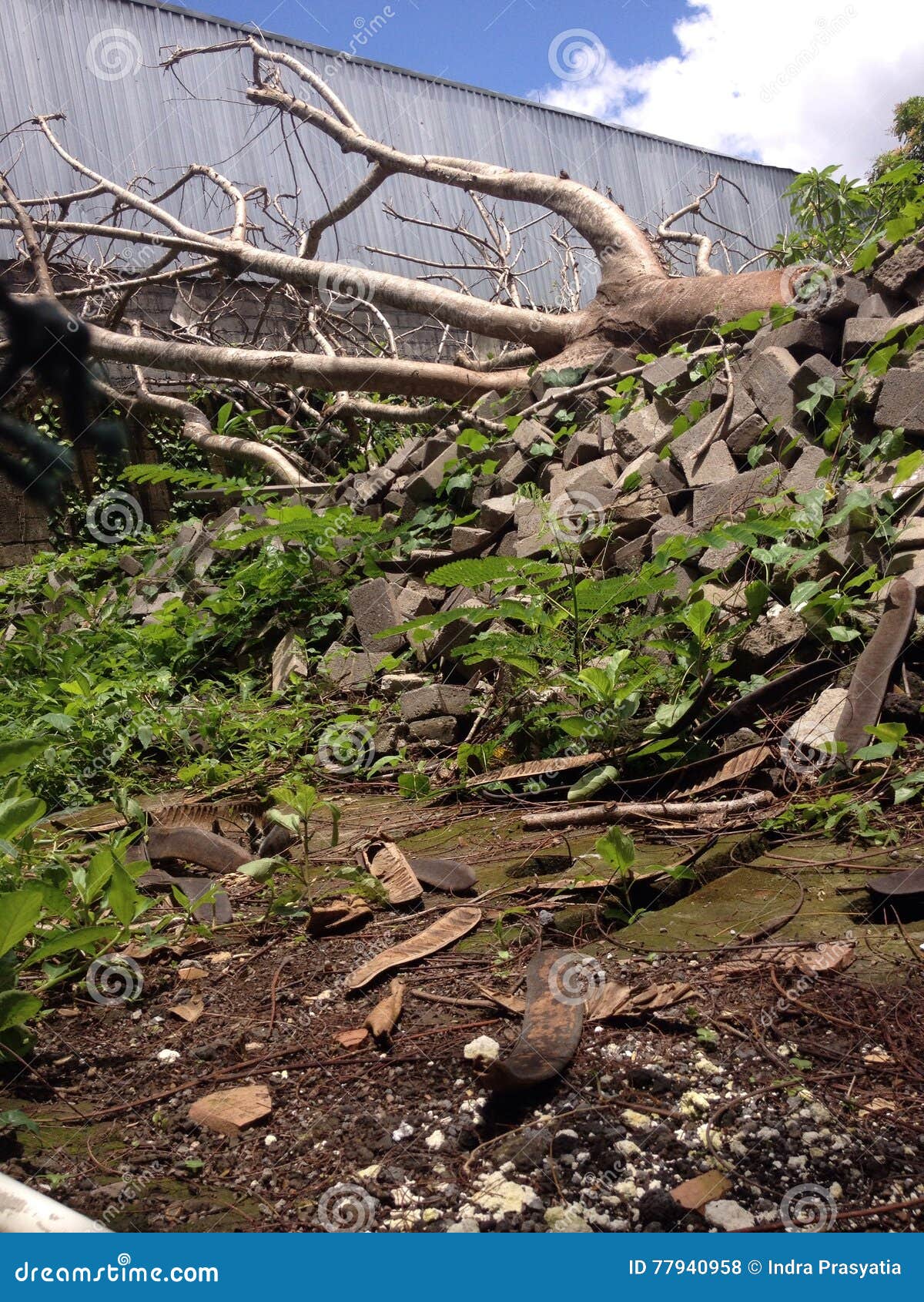 Tree falls stock photo. Image of tree, falls - 77940958