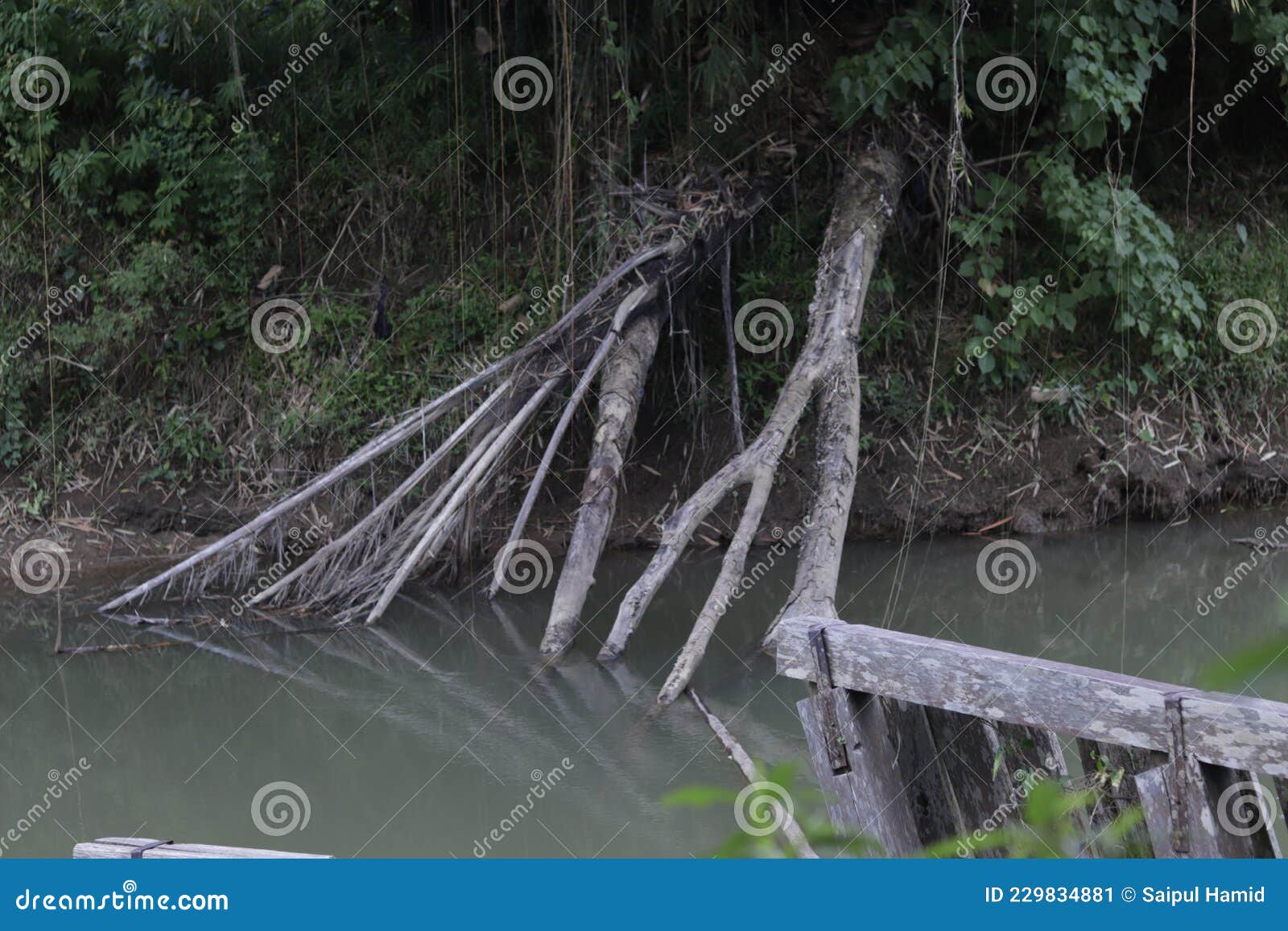 A Tree that Falls into the River Then Dries Up Stock Image - Image of ...
