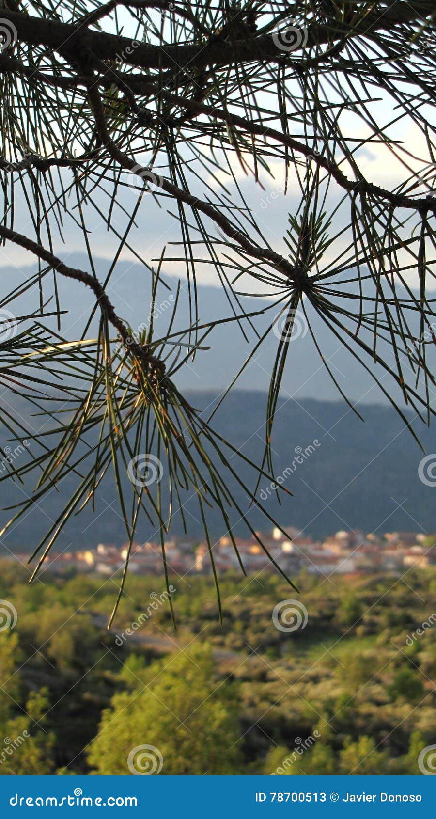 Tree and a far village stock image. Image of beautiful - 78700513