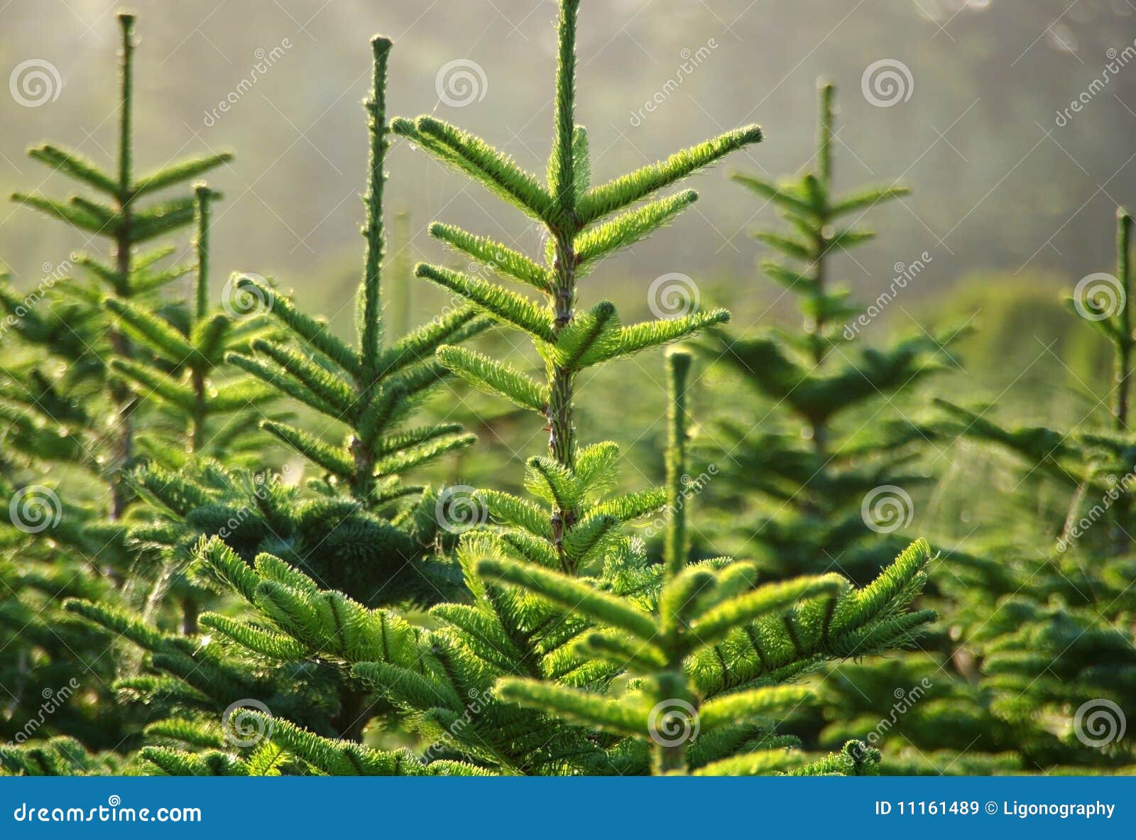 Tree Farm stock image. Image of growth, industry, conservation - 11161489