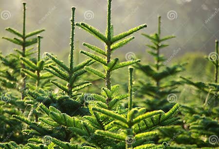 Tree Farm stock image. Image of growth, industry, conservation - 11161489