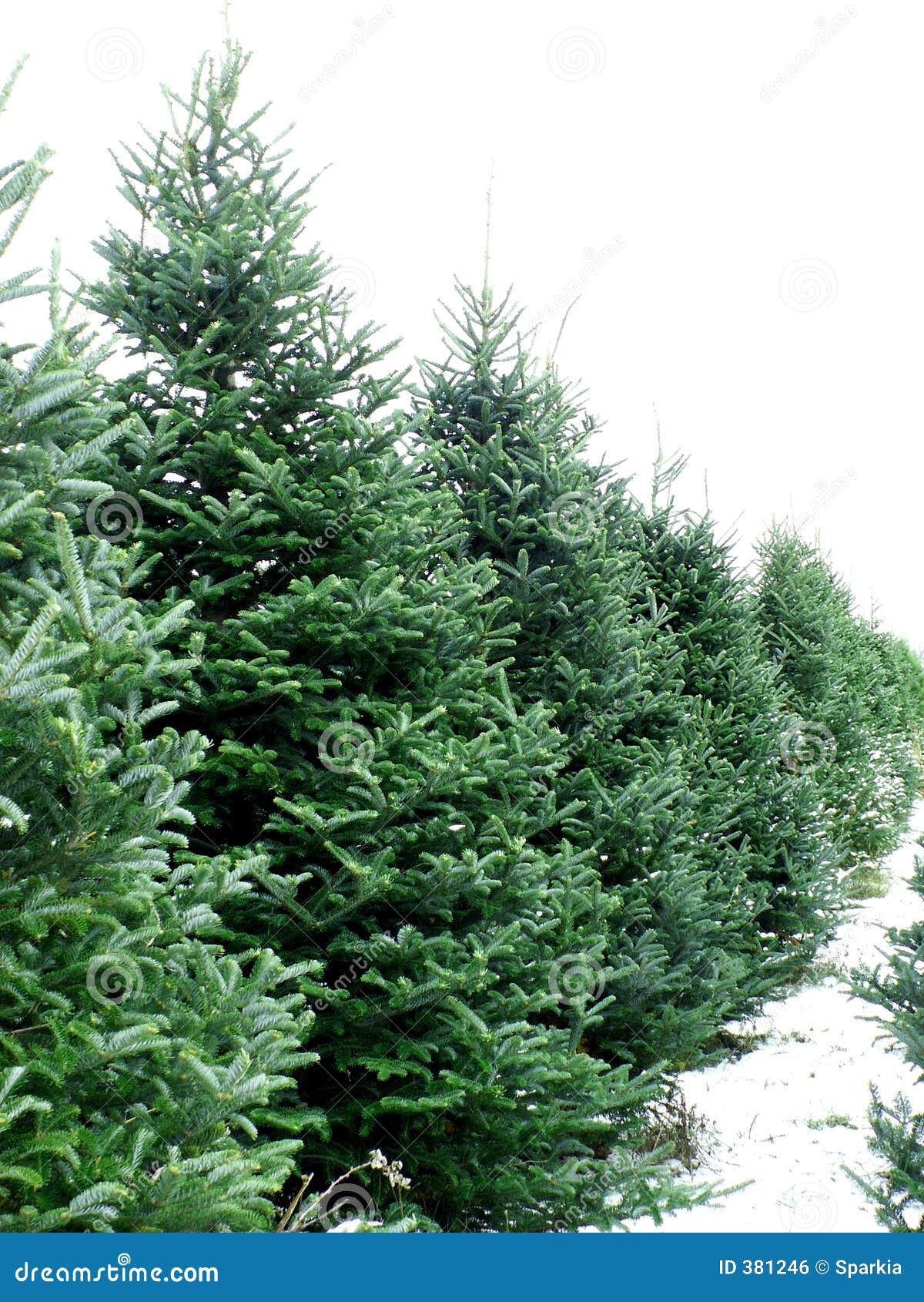 Tree farm stock photo. Image of winter, farm, branch, seasonal - 381246