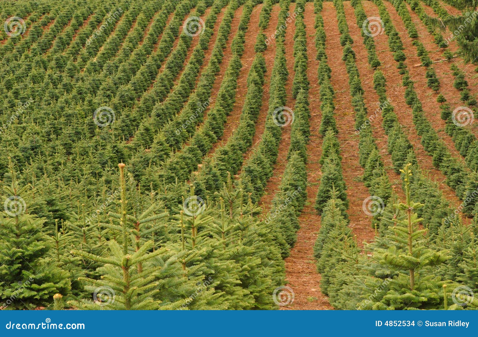 997 Co2 Farm Stock Photos - Free & Royalty-Free Stock Photos from ...