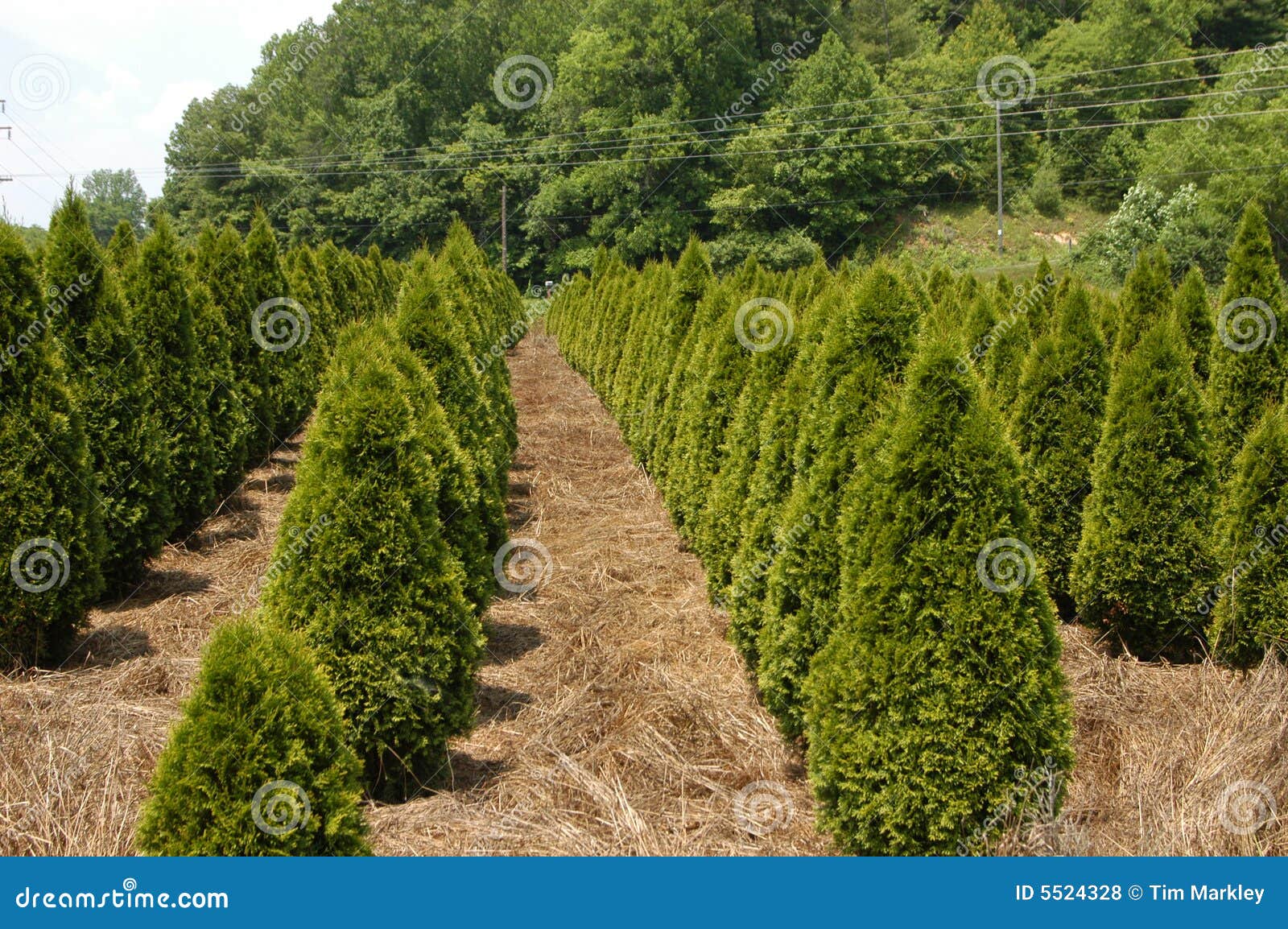 Tree farm stock photo. Image of trees, grow, harvest, farm - 5524328