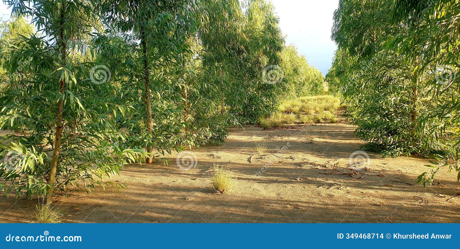 Thal Tree With Kohomba In Kilinochchi Sri Lanka Stock Photo ...