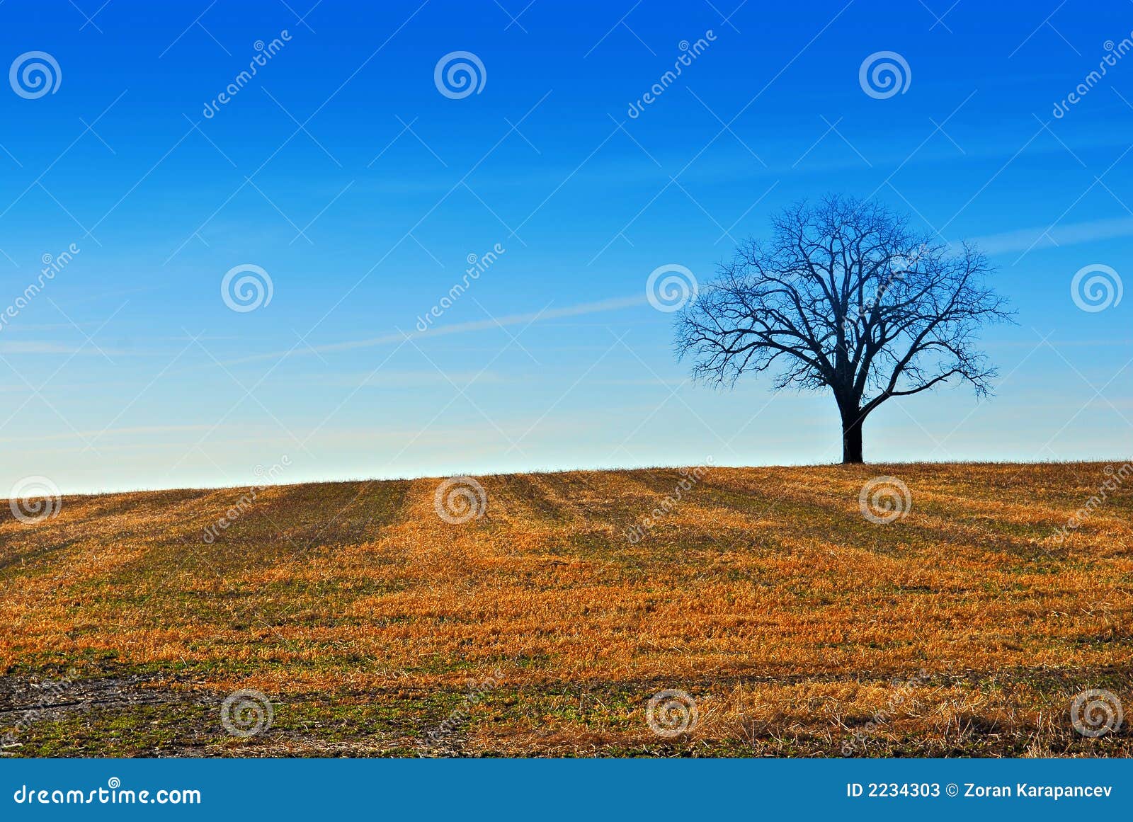 A tree in the farm field stock image. Image of grow, agricultural - 2234303