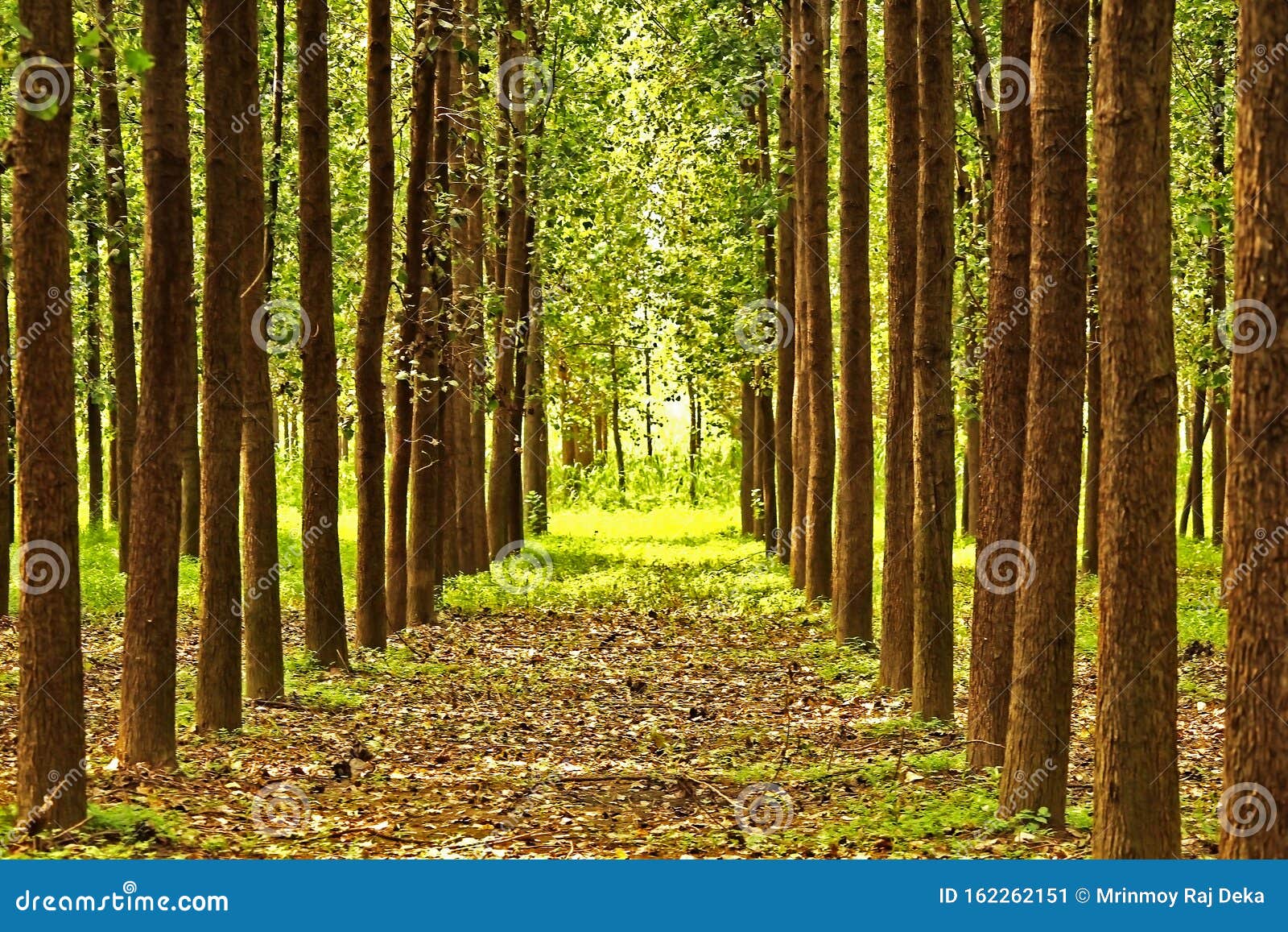 A Tree Farm in Full of Autumn Color Stock Image - Image of apple, fruit ...