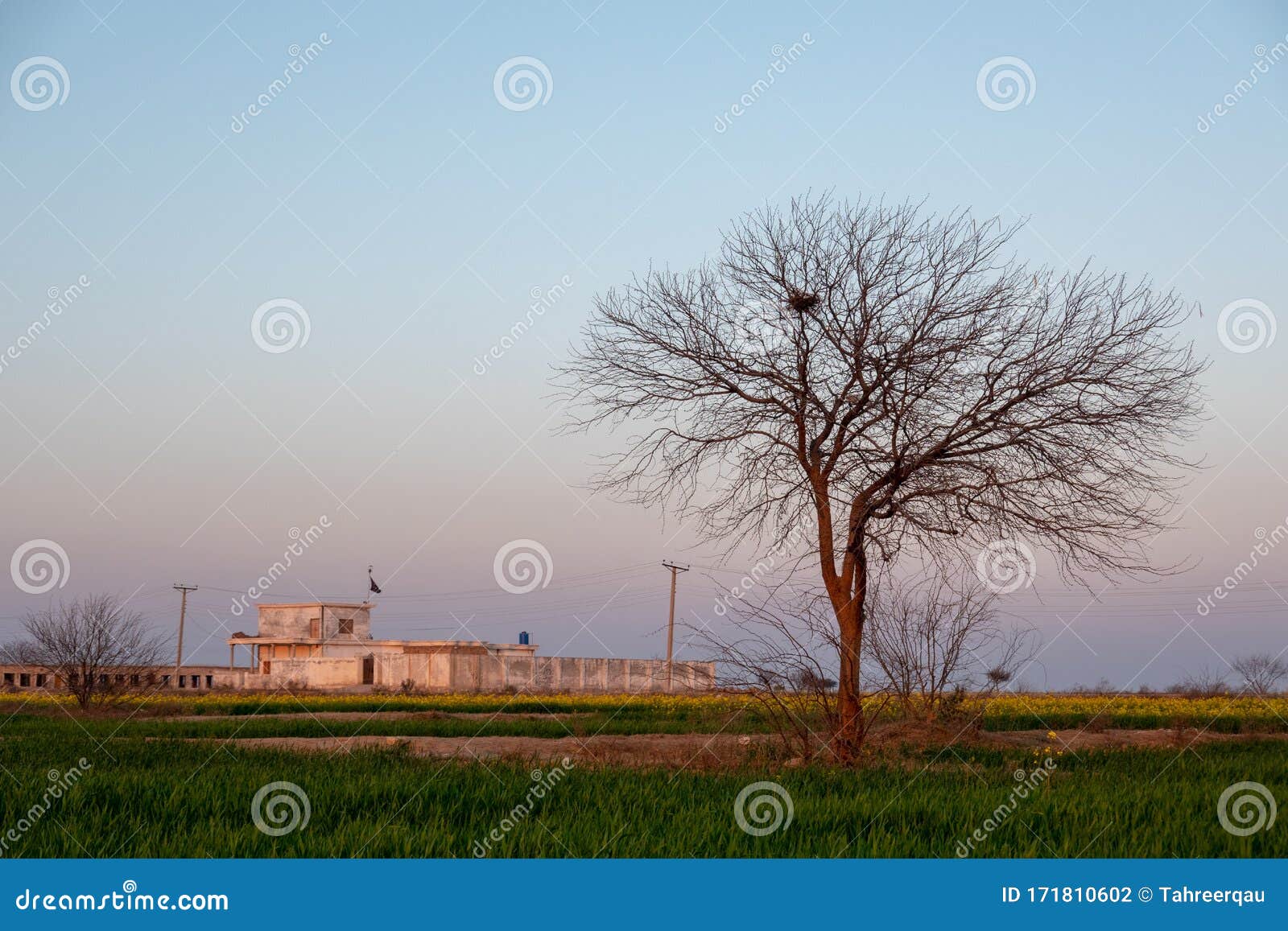 A tree and farm house stock photo. Image of nest, farmhouse - 171810602