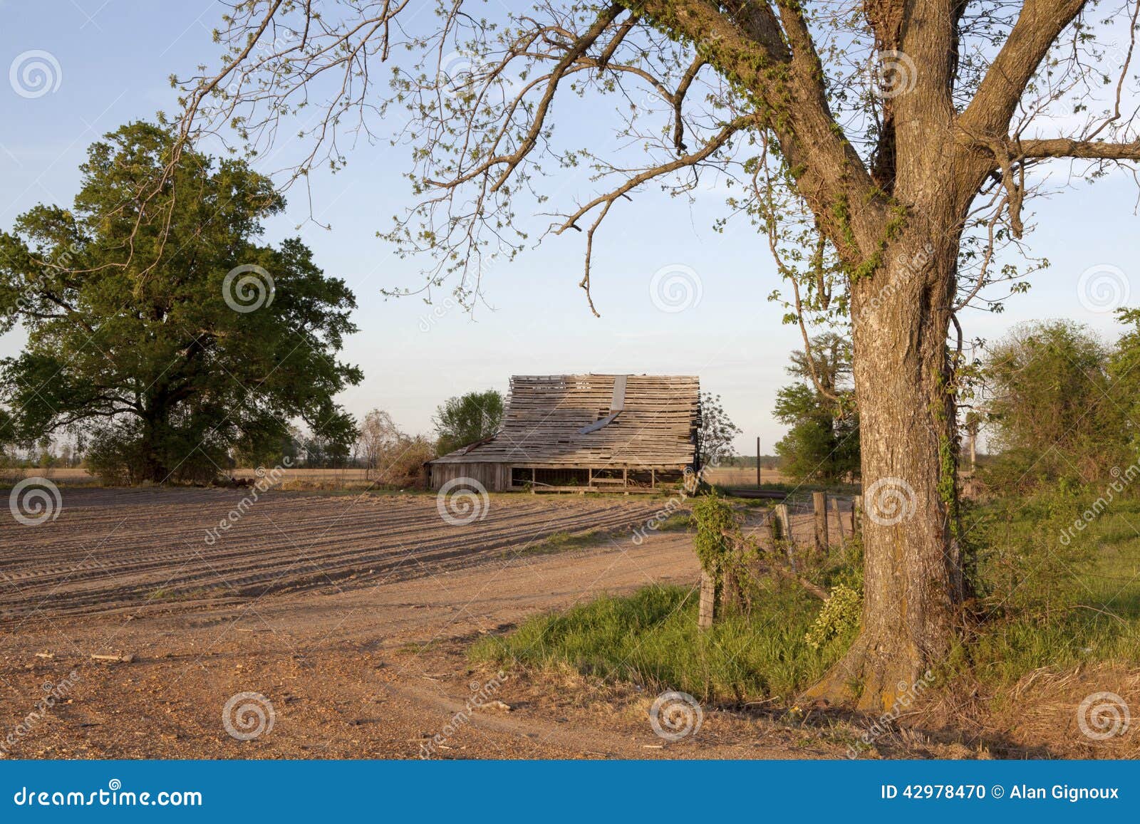 A Tree on a Farm, Mississippi Stock Photo - Image of clarkesdale ...