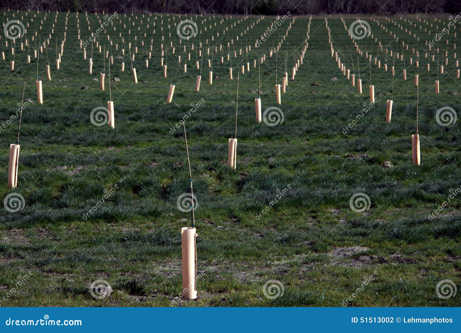 Tree Farm Orchard stock photo. Image of fruit, growing - 51513002