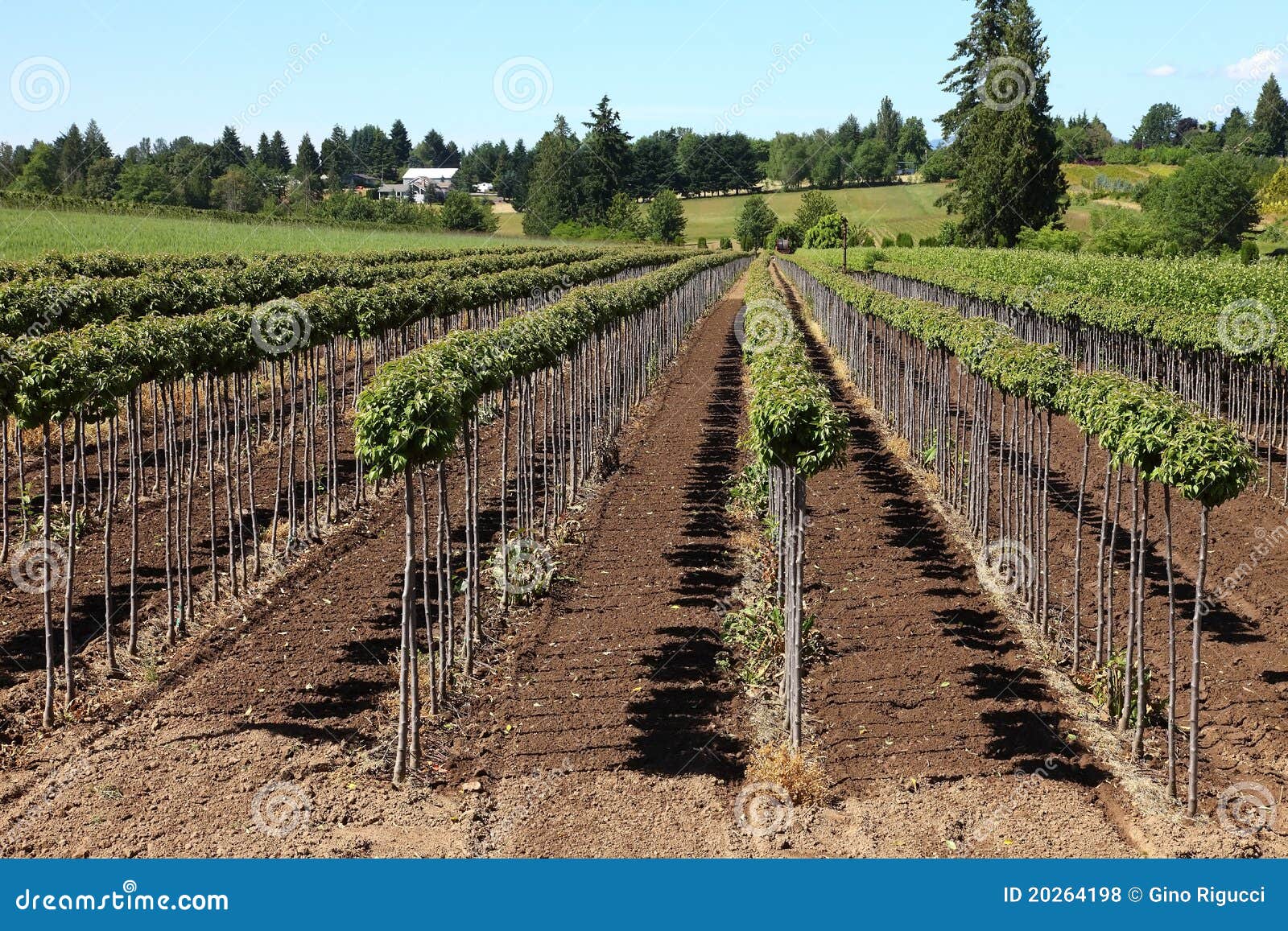 Tree farm, Oregon. stock photo. Image of outdoors, pots - 20264198