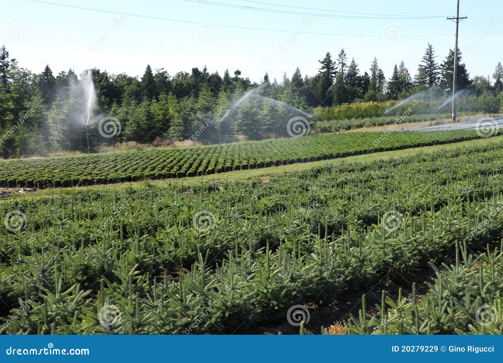 Tree farm, Oregon. stock image. Image of cultivating - 20279229