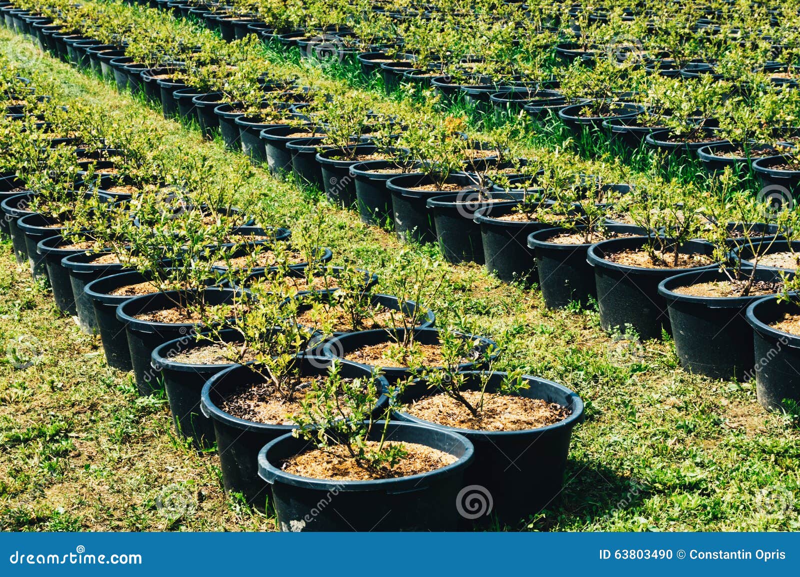Tree farm stock photo. Image of grow, young, pots, rows - 63803490
