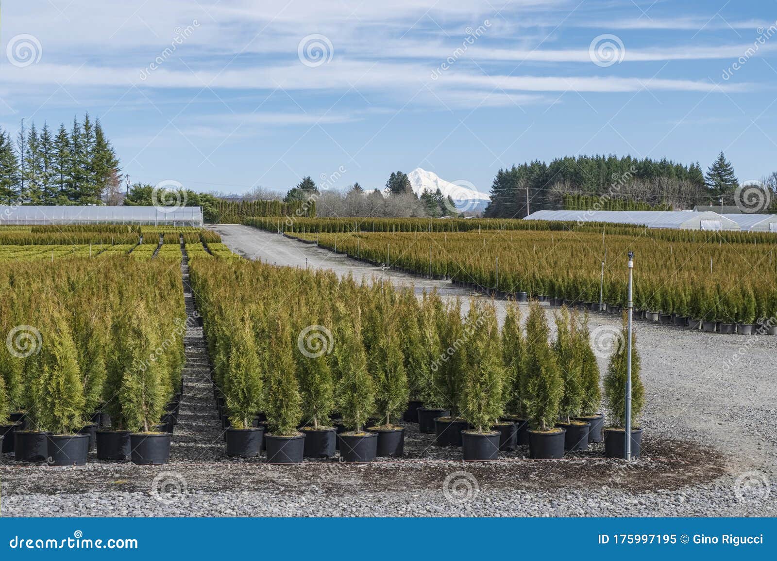Rural Plant Farm Oregon State Stock Image - Image of telephone, state ...