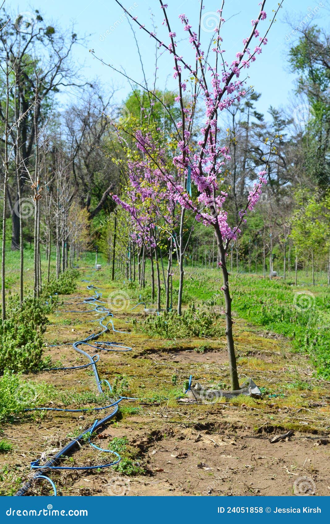 Tree Farm in the Springtime Stock Photo - Image of farm, dream: 24051858