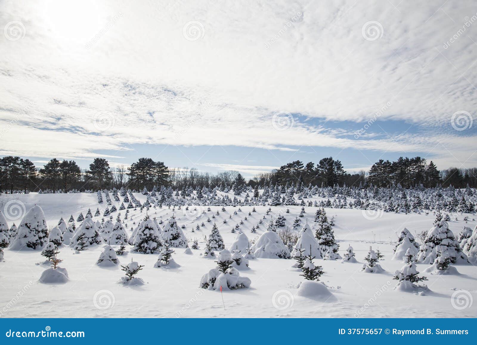 Tree Farm in Winter stock image. Image of winter, scenic - 37575657